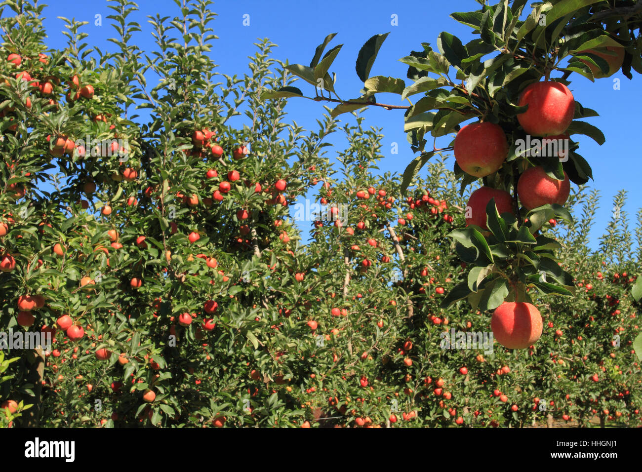 tree, trees, agriculture, farming, fruit, apples, apple, orchard, food ...