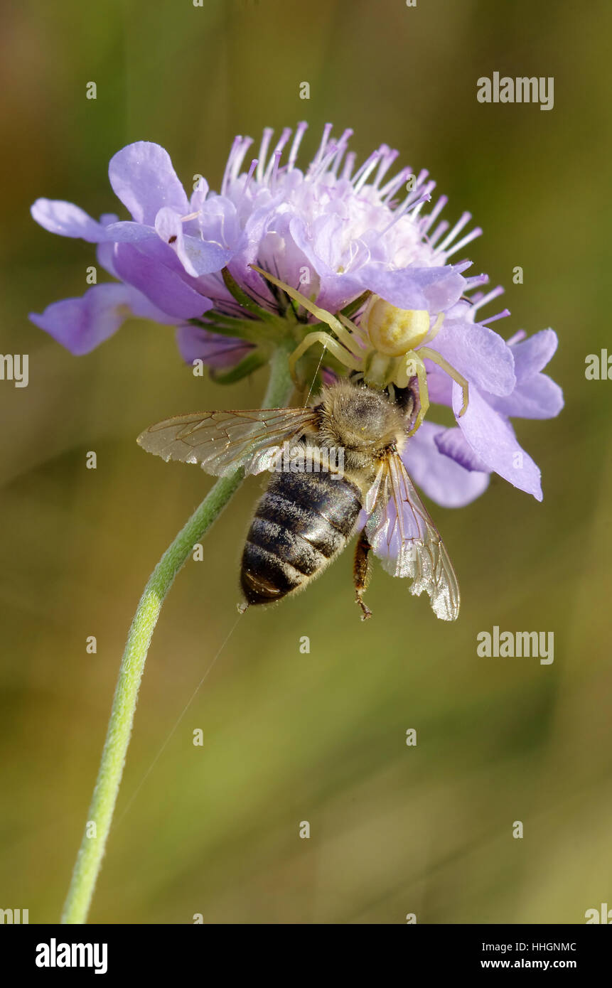 crab spider with bee prey Stock Photo - Alamy