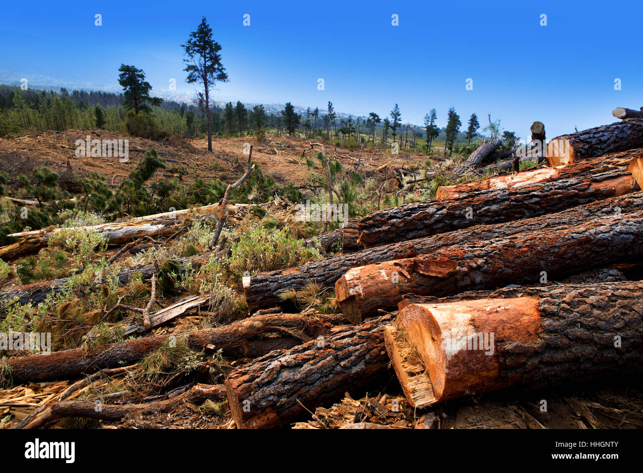 environment, enviroment, closeup, tree, trees, industry, industrial ...