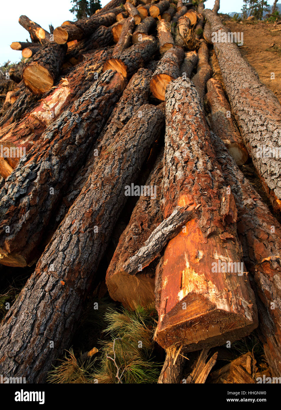 environment, enviroment, closeup, tree, trees, industry, industrial ...