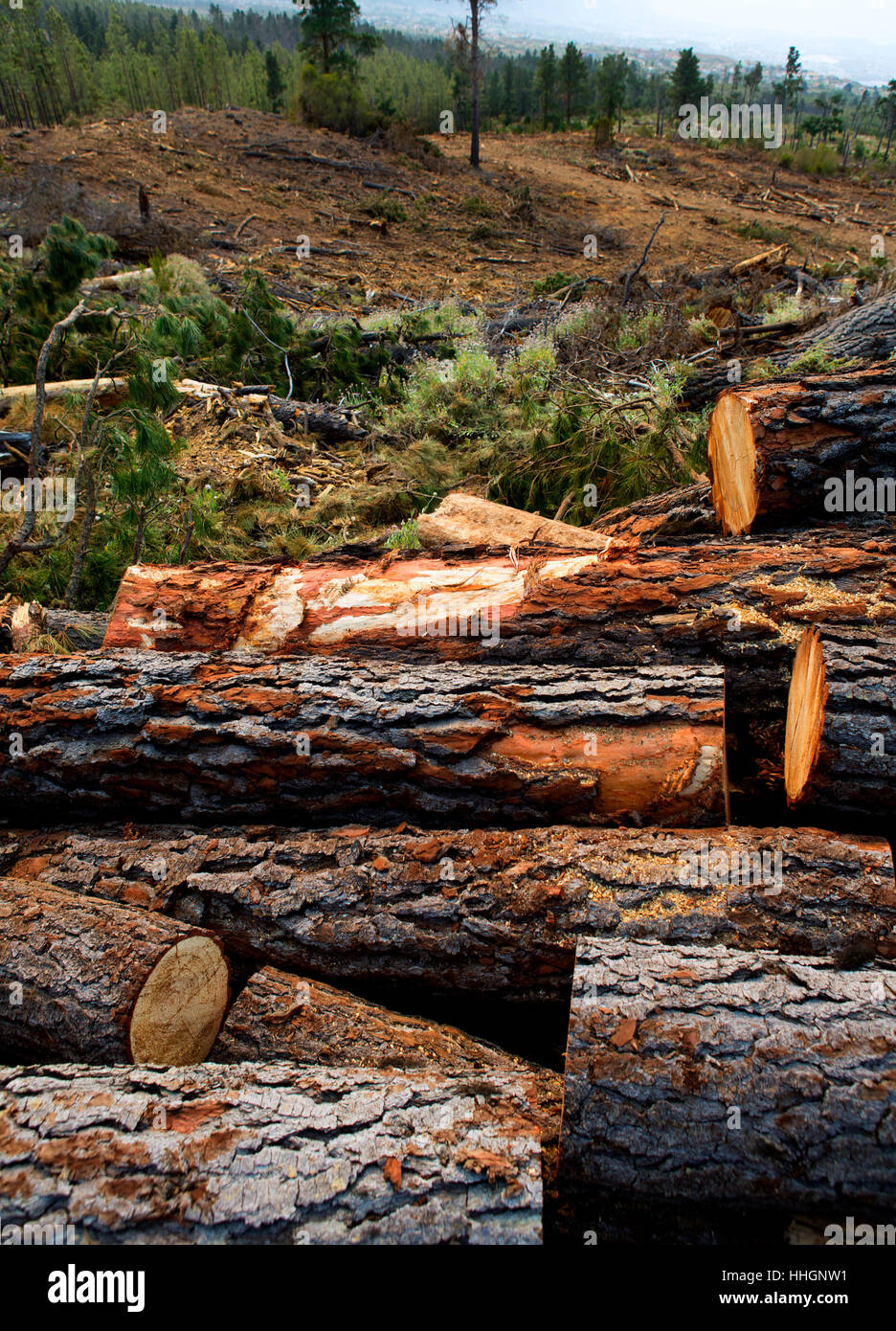 environment, enviroment, closeup, tree, trees, industry, industrial ...