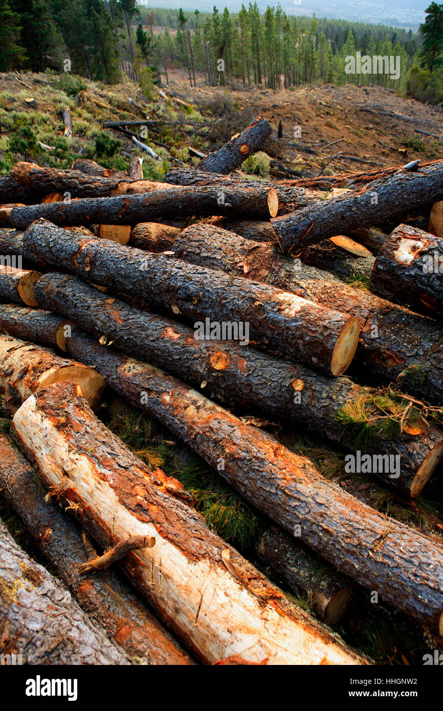 environment, enviroment, closeup, tree, trees, industry, industrial ...