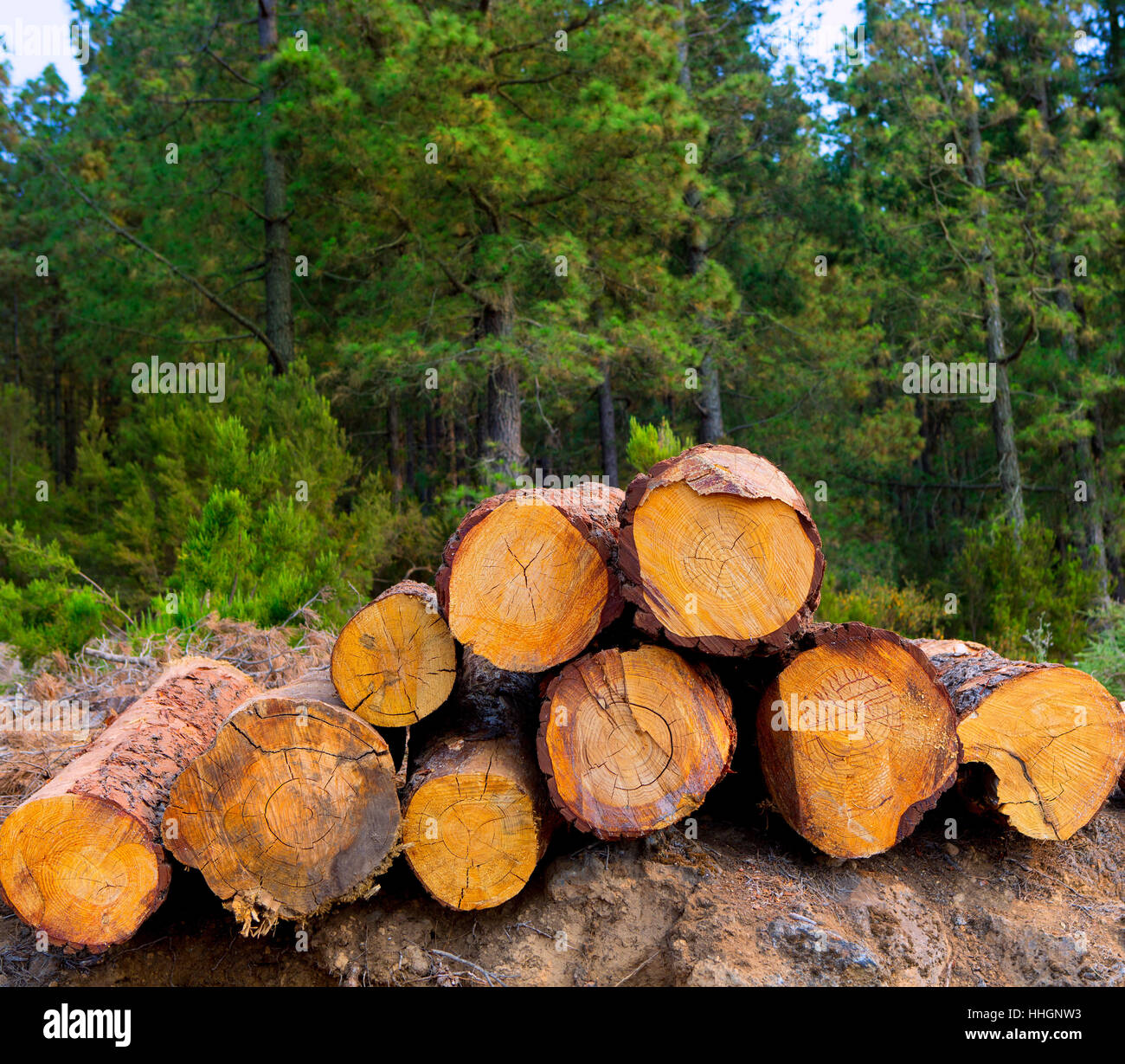 environment, enviroment, closeup, tree, trees, industry, industrial ...