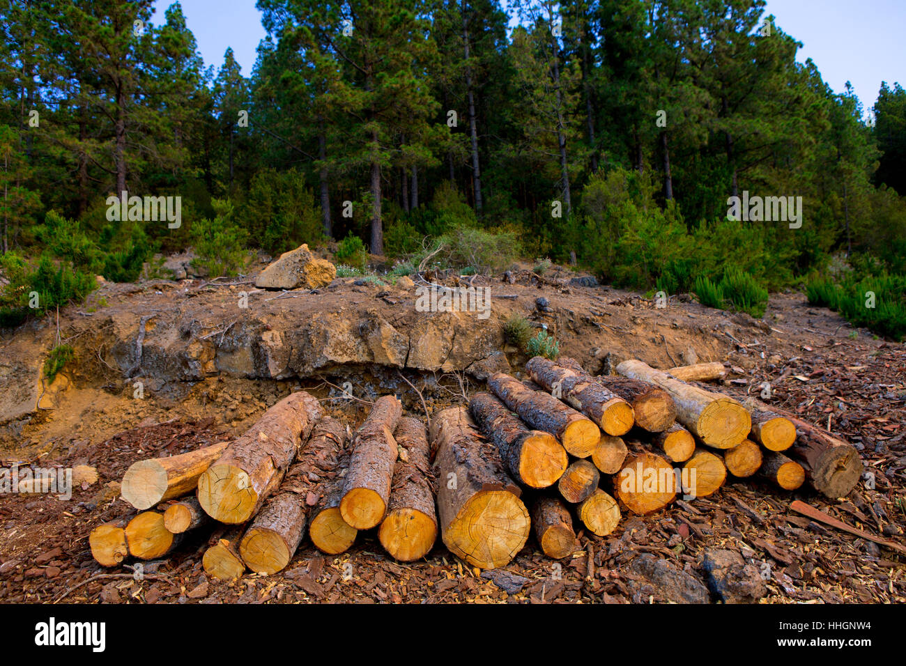 environment, enviroment, closeup, tree, trees, industry, industrial ...