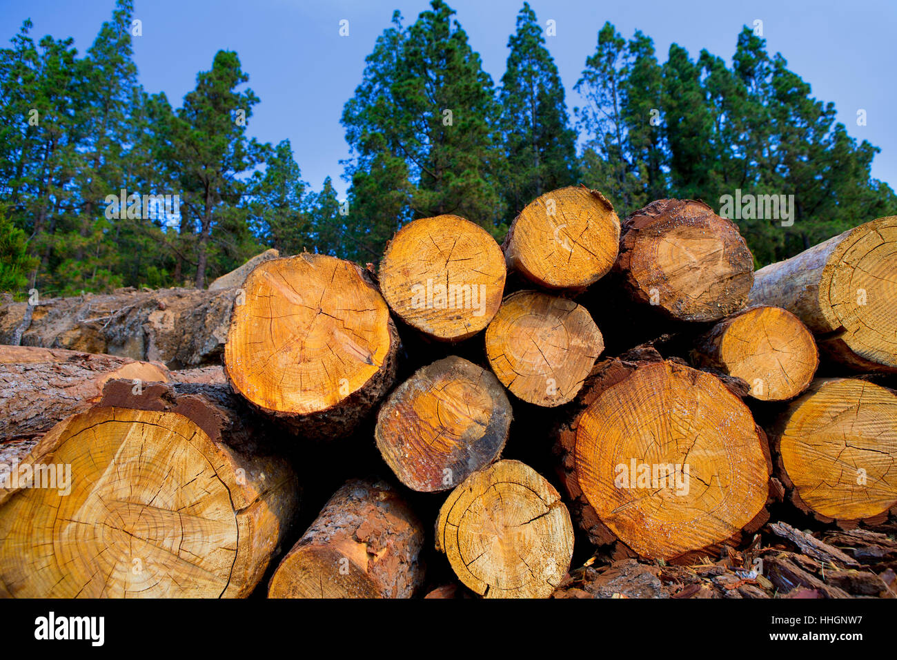environment, enviroment, closeup, tree, trees, industry, industrial ...