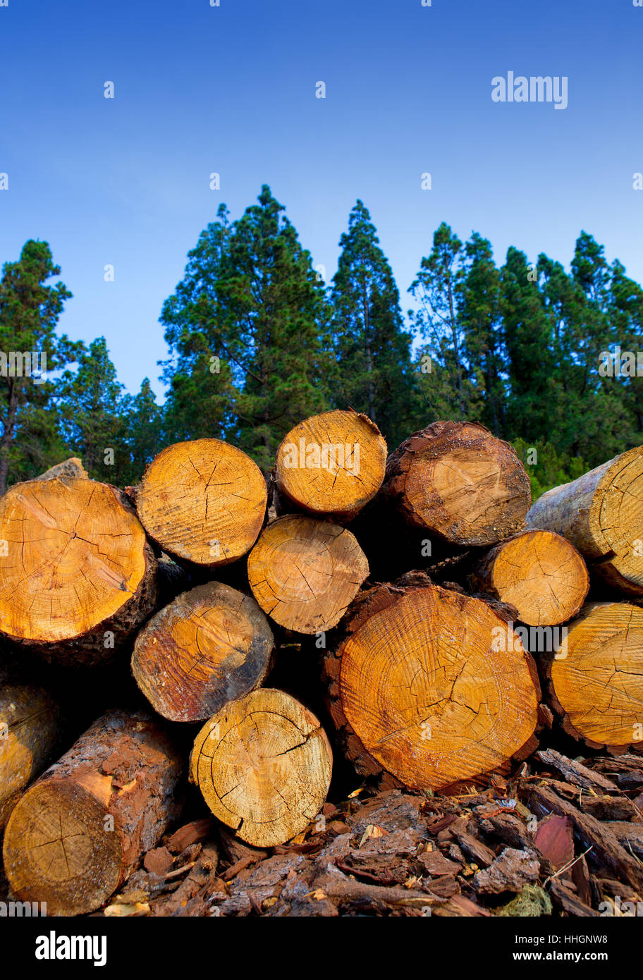 environment, enviroment, closeup, tree, trees, industry, industrial ...