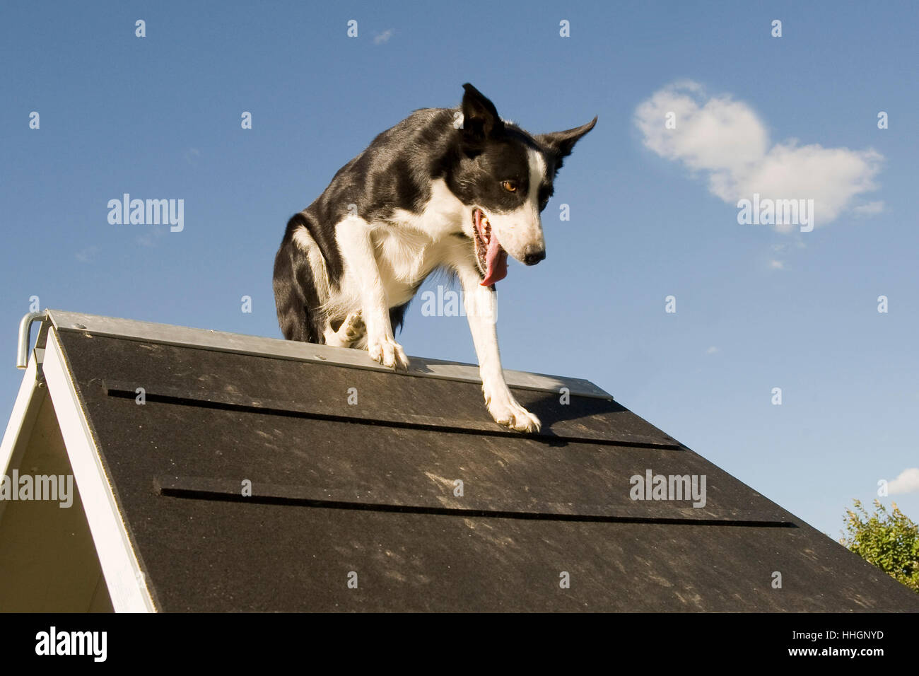 sport, sports, dog, spring, bouncing, bounces, hop, skipping, frisks ...