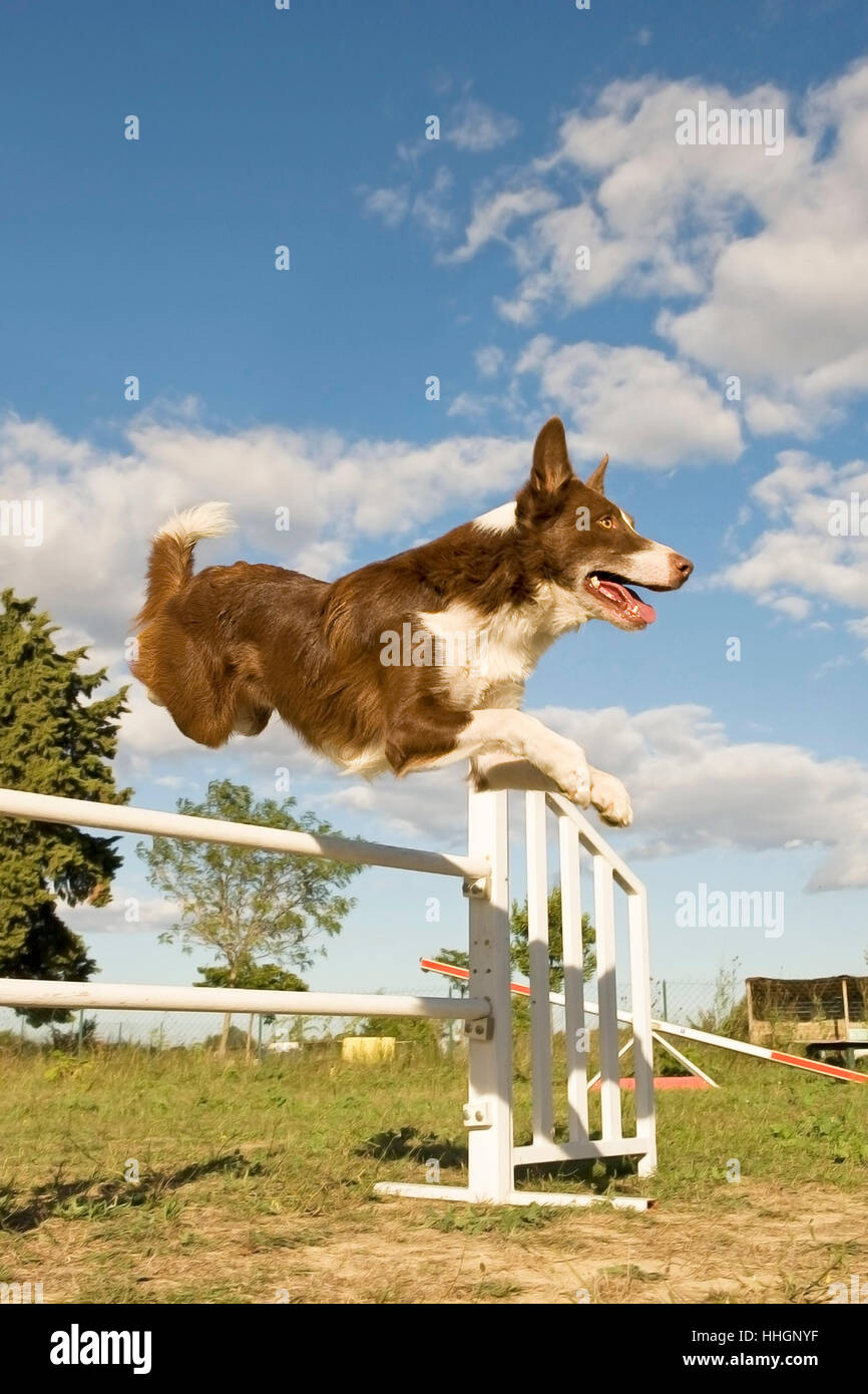 sport, sports, dog, spring, bouncing, bounces, hop, skipping, frisks ...