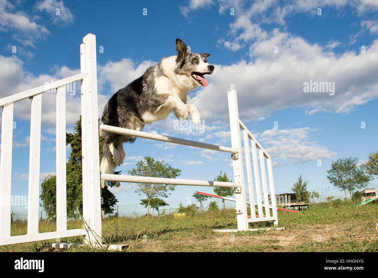 sport, sports, dog, spring, bouncing, bounces, hop, skipping, frisks ...
