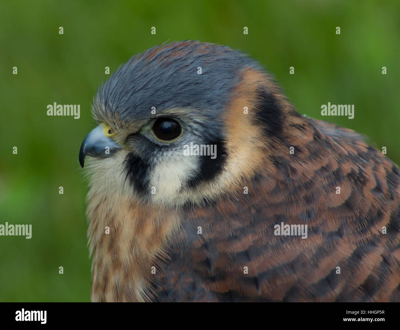 beautiful, beauteously, nice, closeup, animal, bird, wing, raptor ...