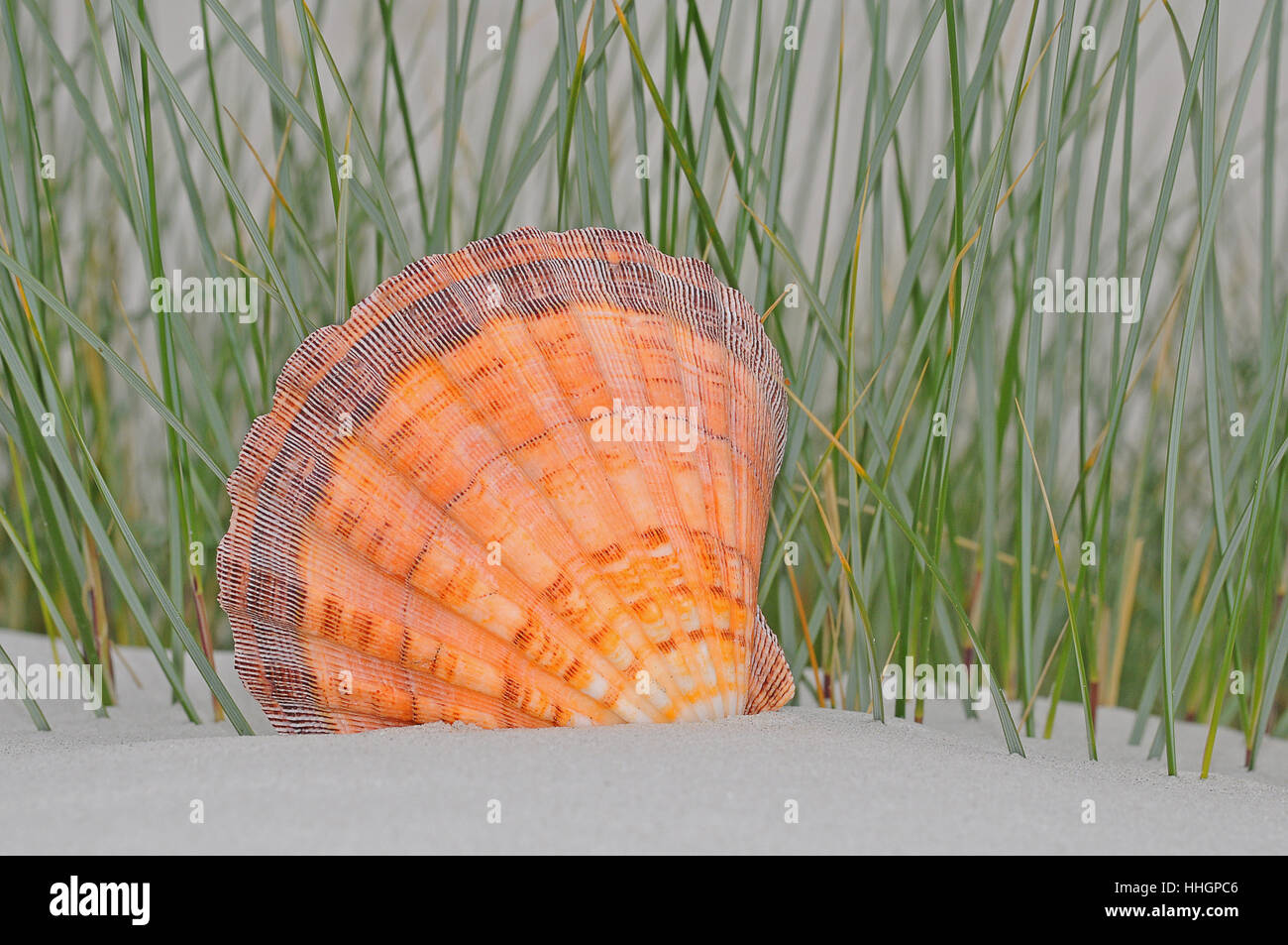 shell, seashell, sandy, sands, sand, beach, seaside, the beach ...