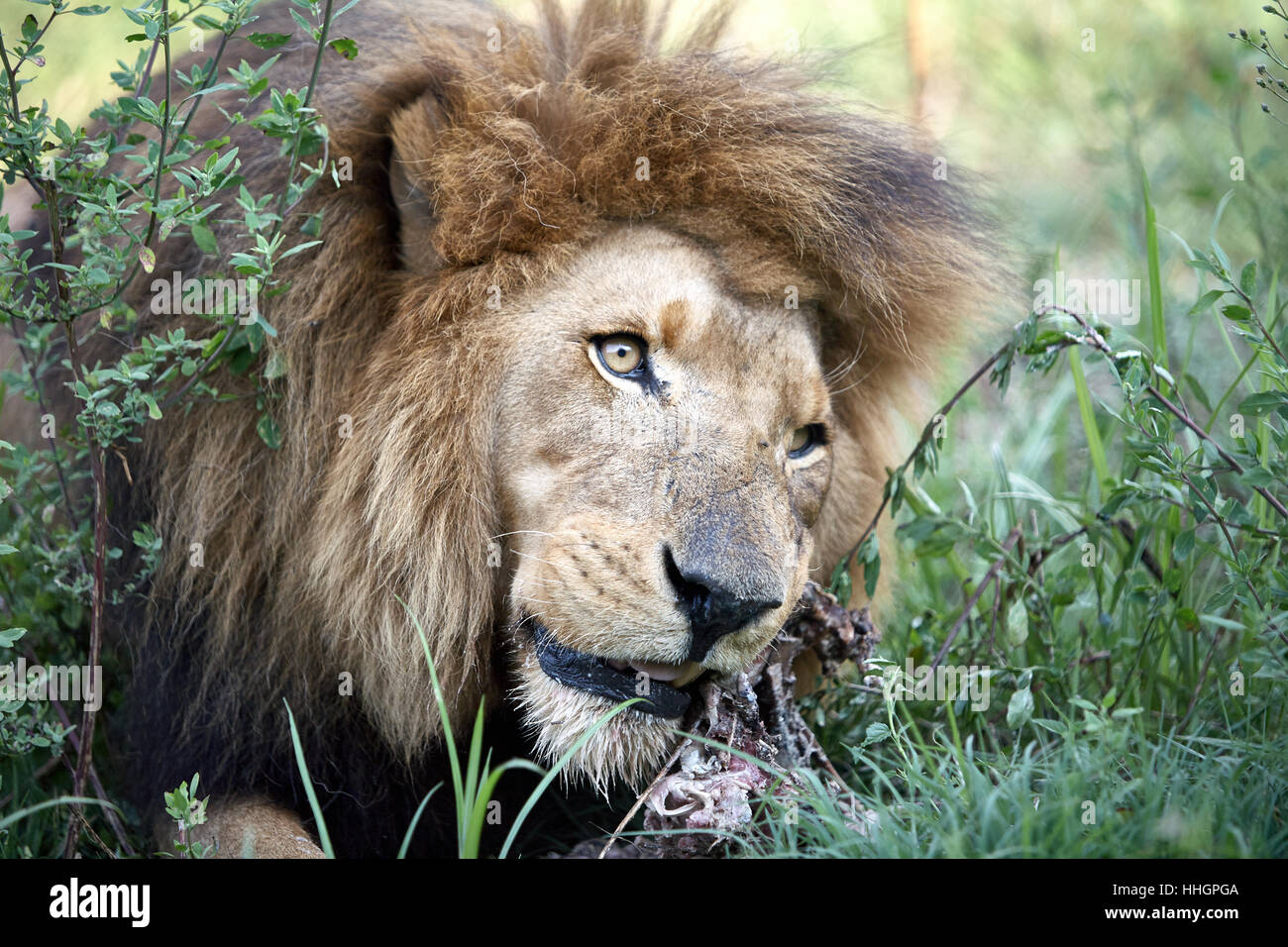 Snarling lion hi-res stock photography and images - Alamy