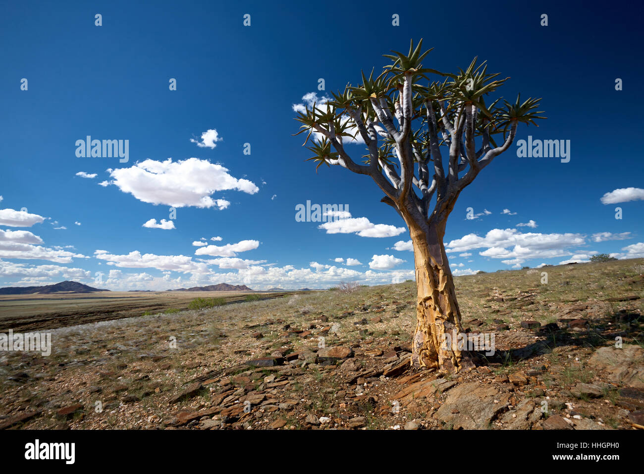 Quiver Trees of Namibia Stock Photo - Alamy