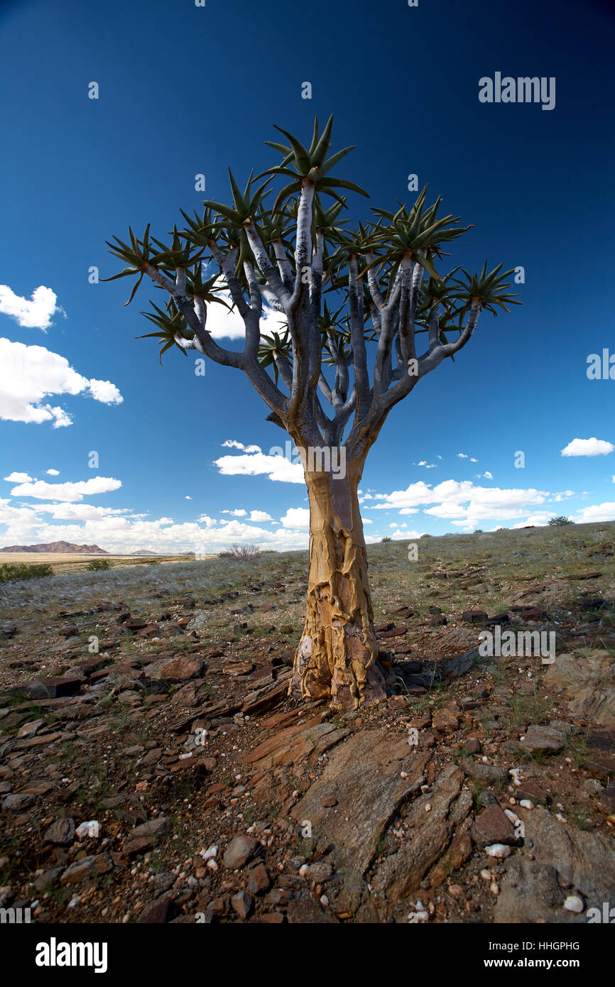 Quiver Trees of Namibia Stock Photo - Alamy