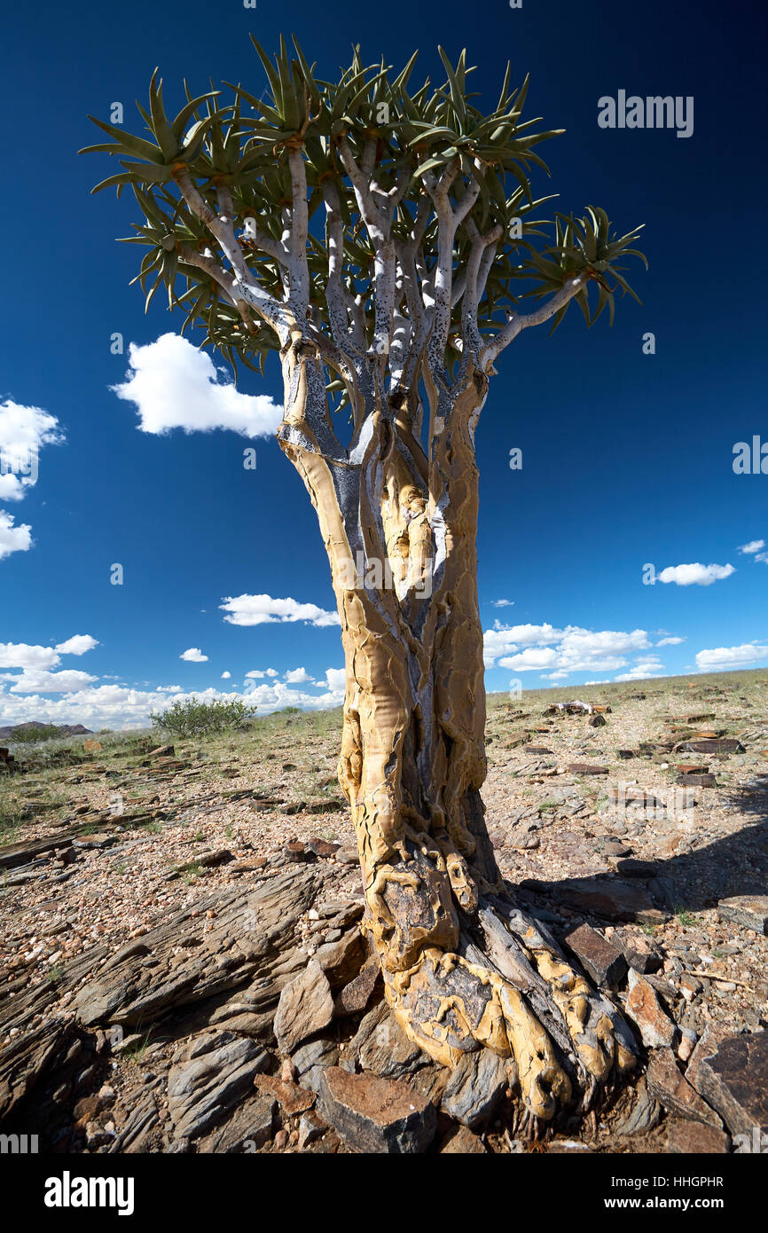 Quiver Trees of Namibia Stock Photo - Alamy