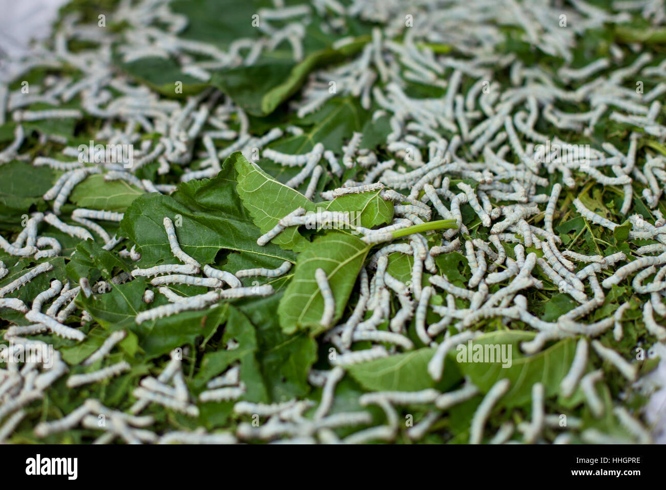 Chinese Silkworms