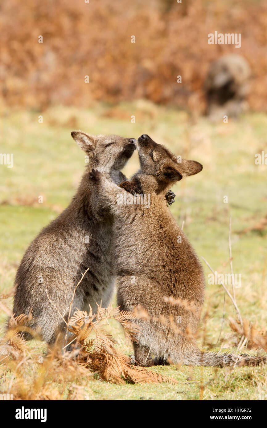 Kangaroo hands hi-res stock photography and images - Alamy