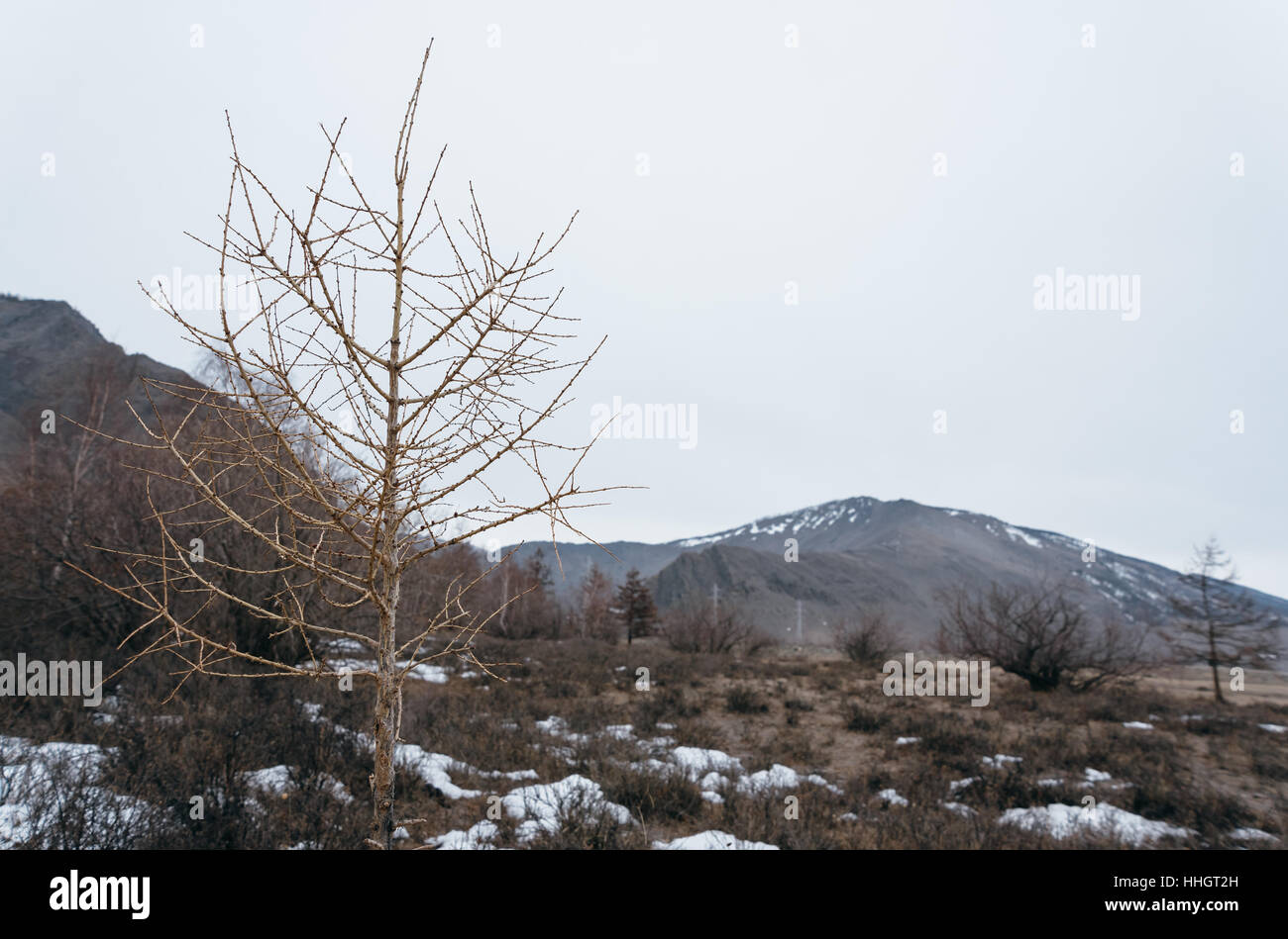 Lonely tree growing on top of the rock Stock Photo - Alamy