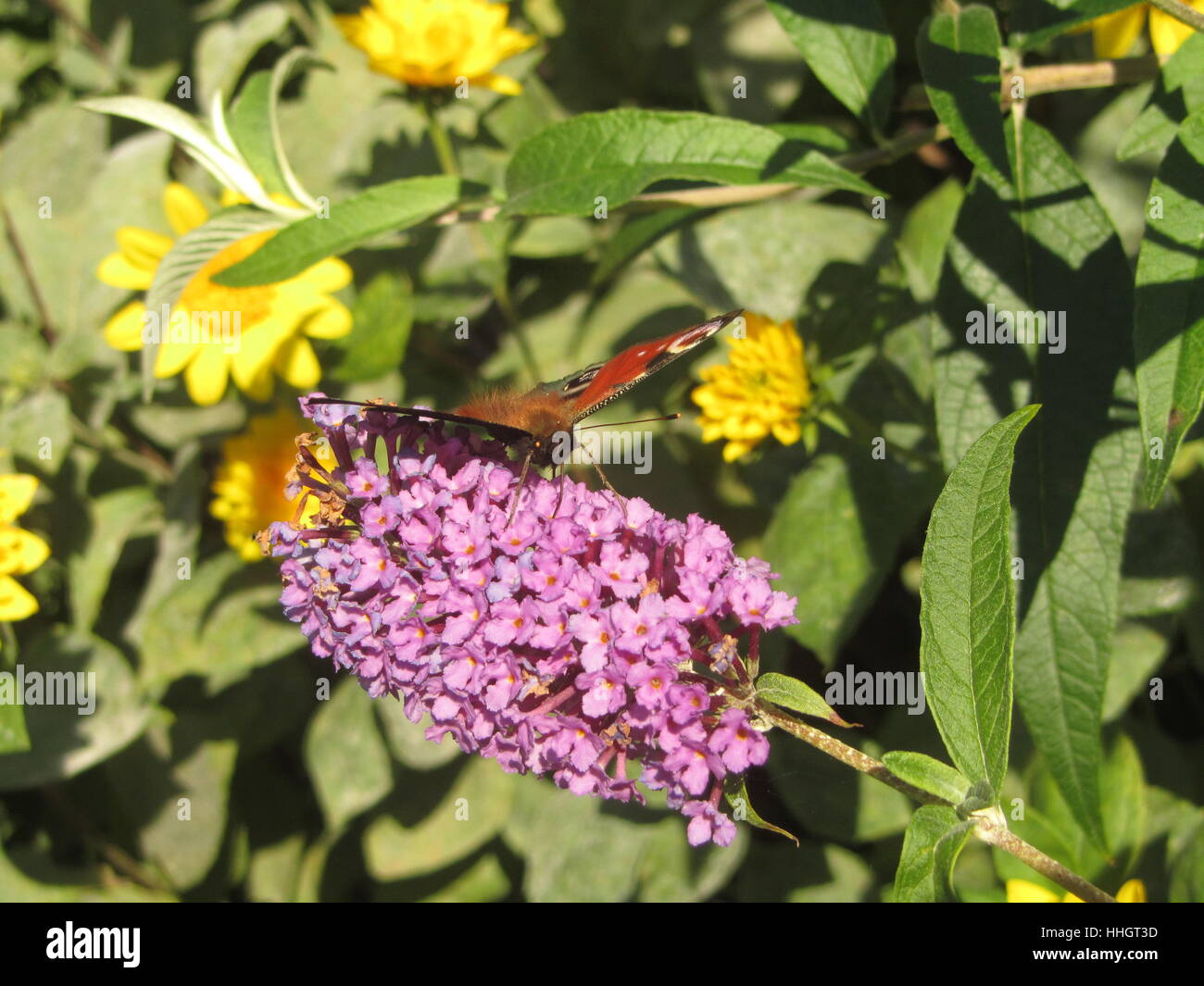 insect, butterfly, moth, peacock butterfly, lilac, plant, legs, orange ...