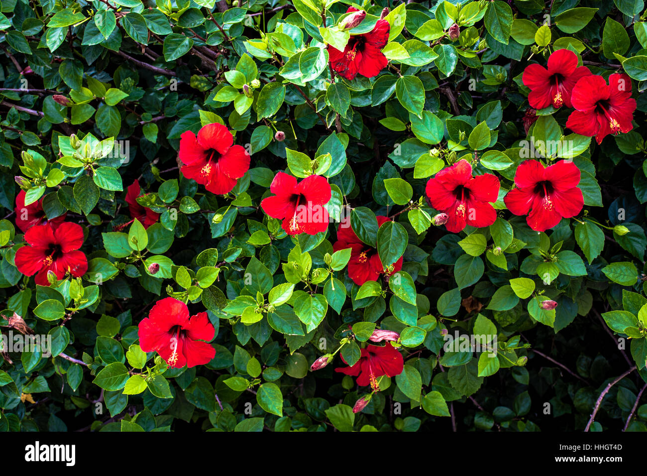 Red Floral Background, Brightly colored natural background Stock Photo ...