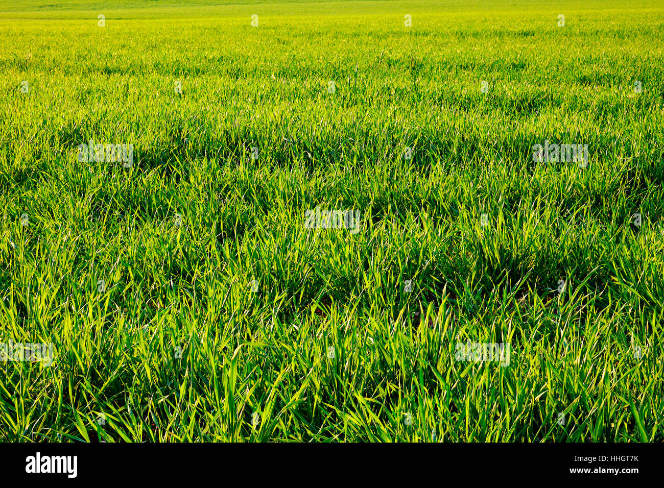 agriculture, farming, field, corn crop, cornfield, monoculture ...