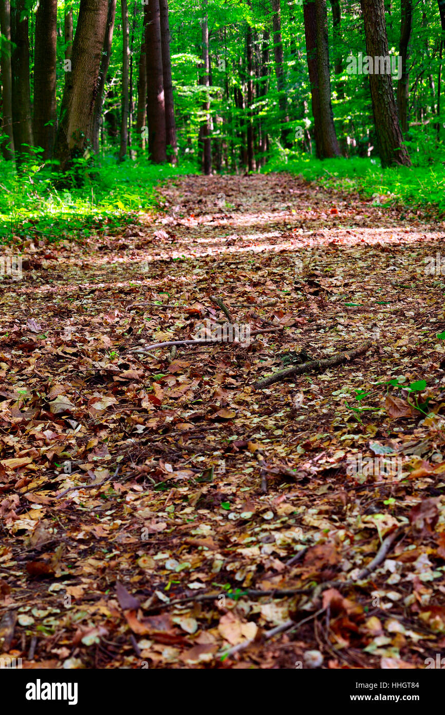 dirt road, woods, track, footmark, footprint, road, path, way, street ...