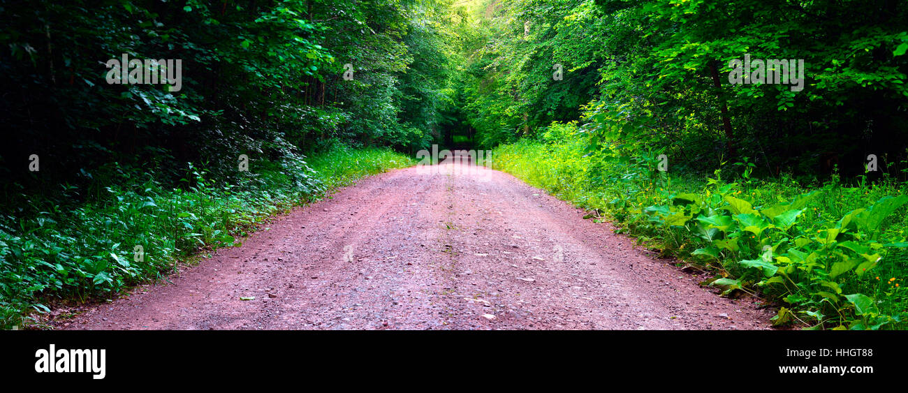 wood, road, panoramic, path, way, street, forest, tree, stone, dirt ...