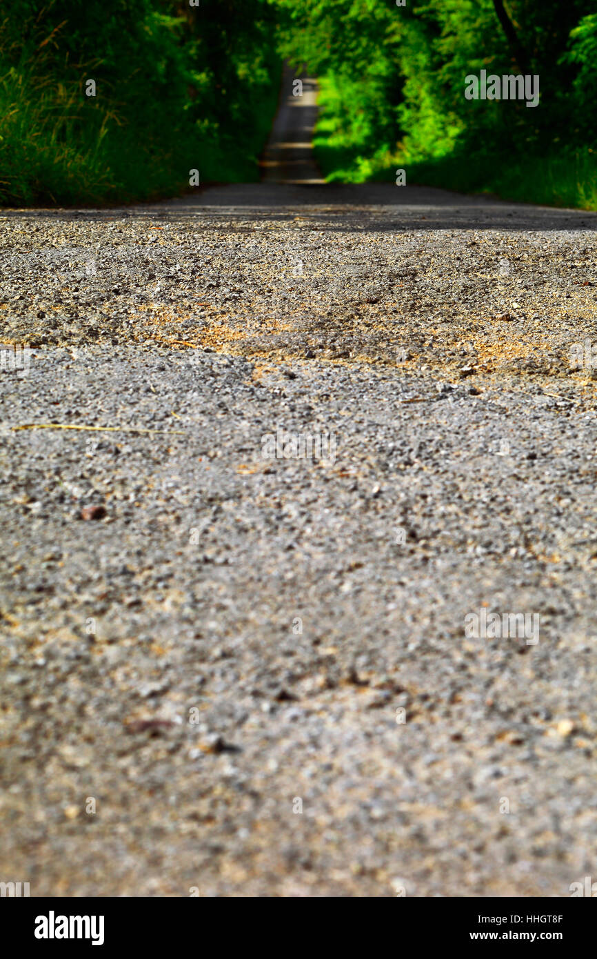 asphalt, path, way, tree, deciduous tree, sunlight, asphalt, spring ...