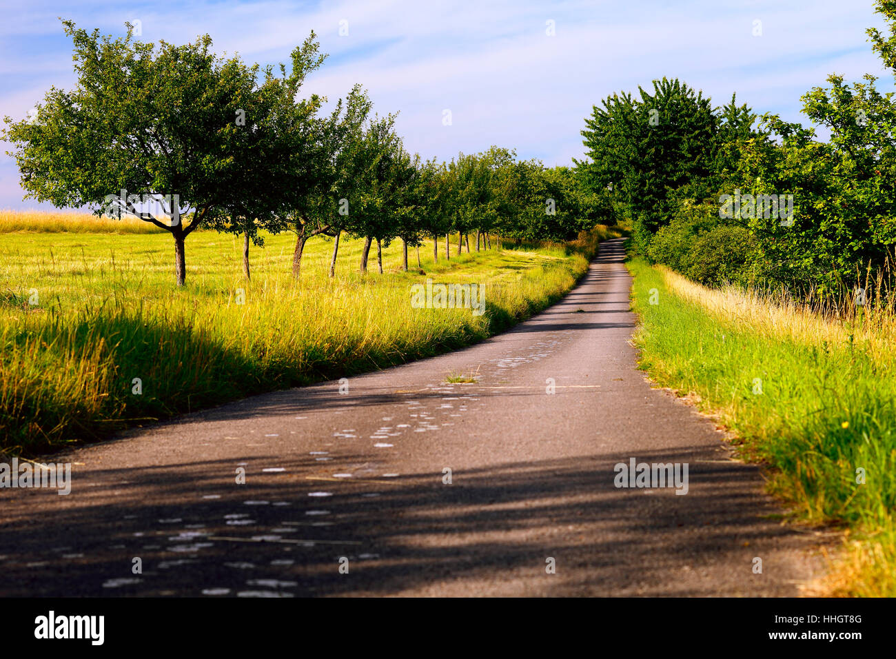 field, asphalt, apple tree, apple orchard, path, way, meadow, grass ...