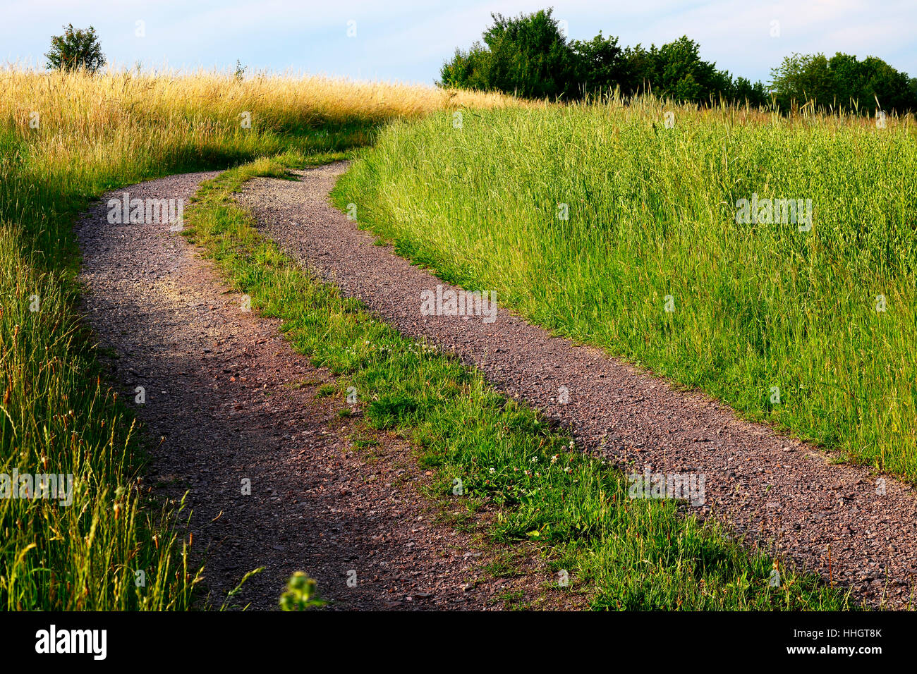 dirt road, field, corn crop, road, path, way, street, meadow, grass ...