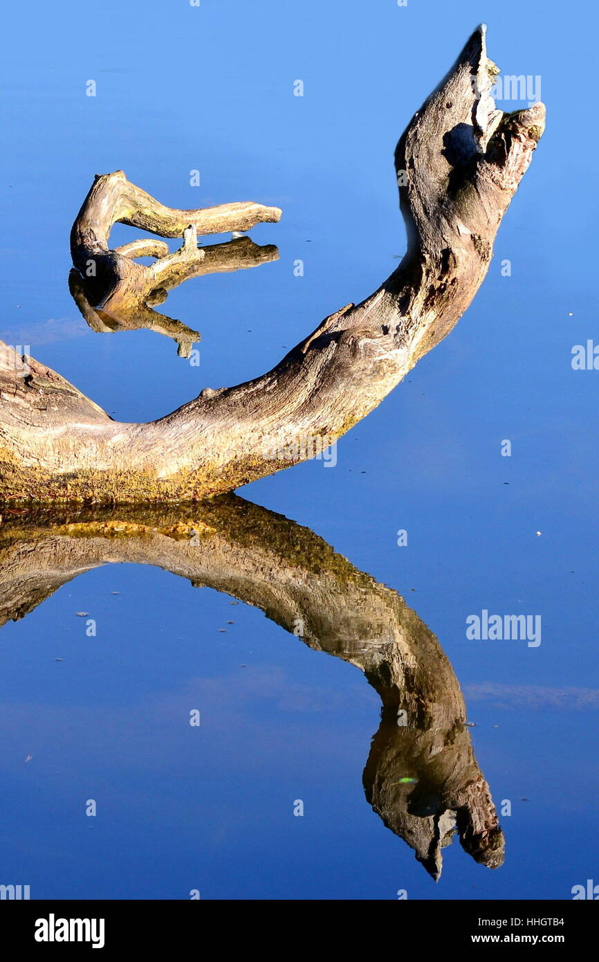 tree reflection in the lake as nessie Stock Photo - Alamy