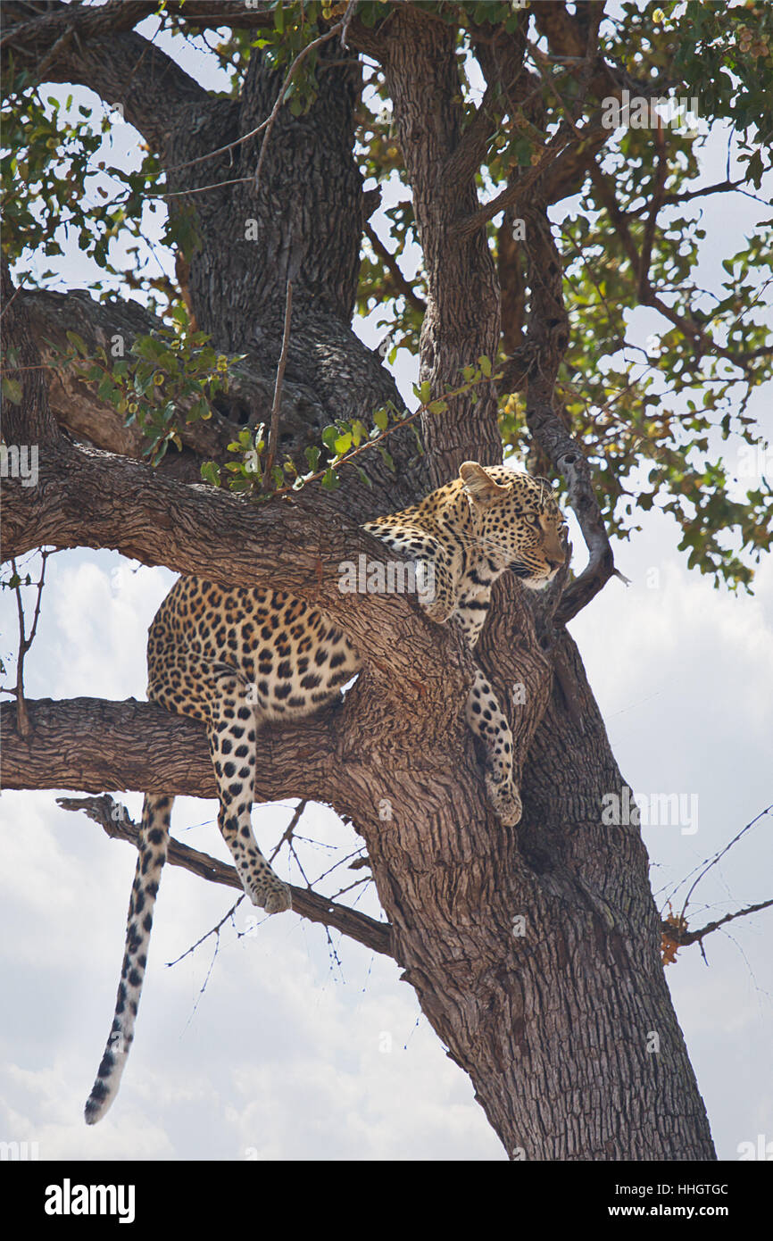 tree, animal, africa, big cat, feline predator, predator, cat, leopard ...