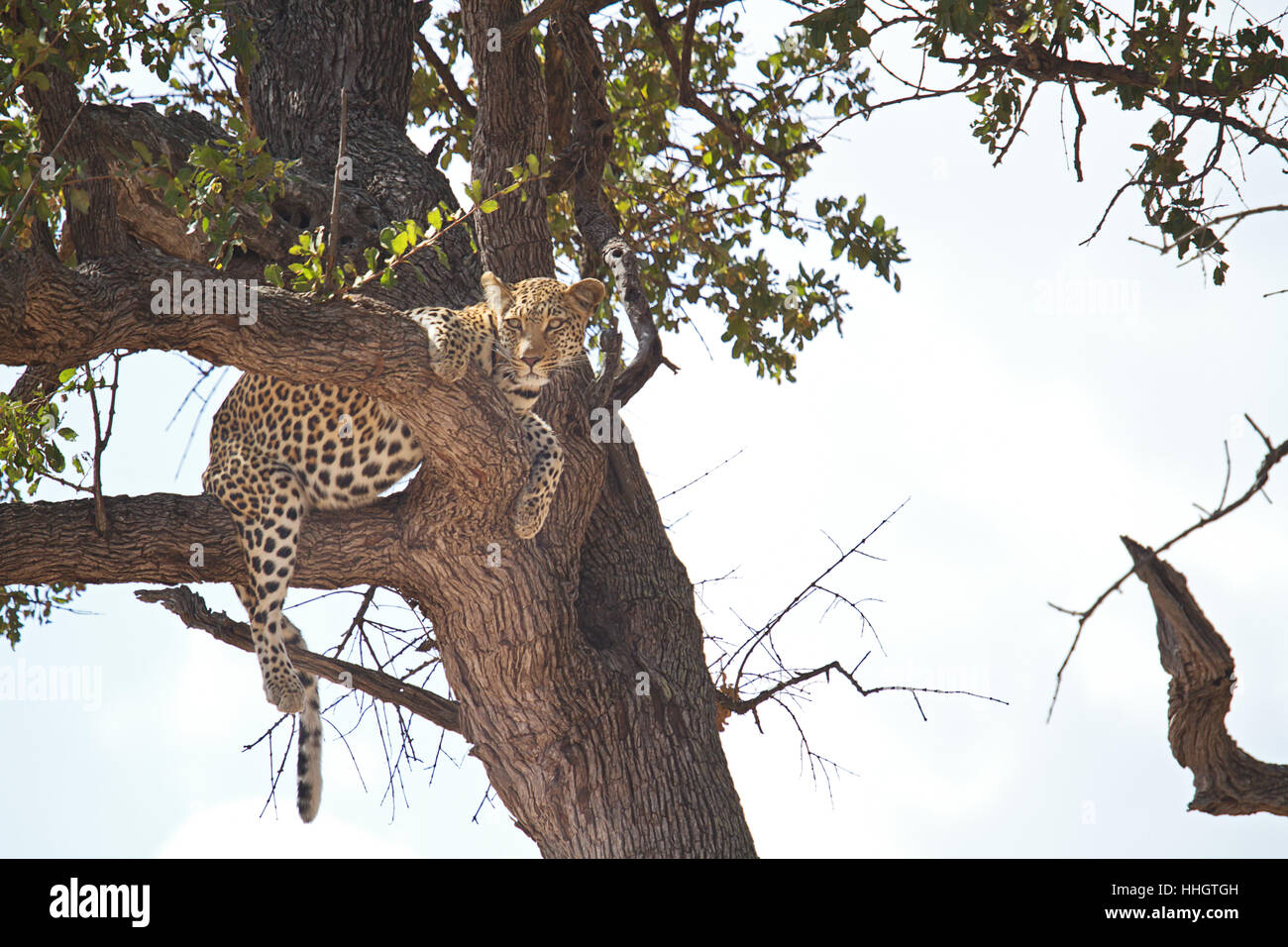 tree, animal, africa, big cat, feline predator, predator, cat, leopard ...