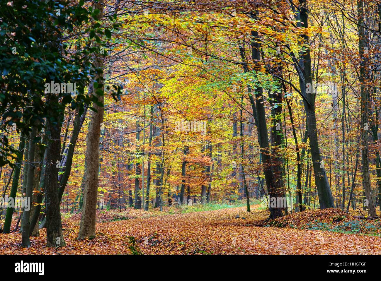 woods, autumn colours, autumnal atmosphere, season, forest, leaves ...