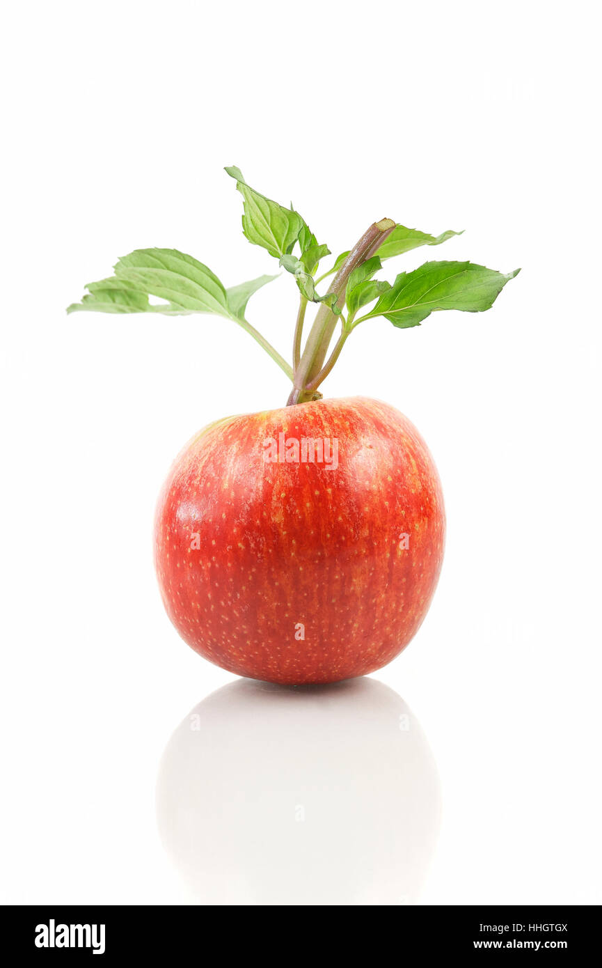 apple with stalk Stock Photo - Alamy