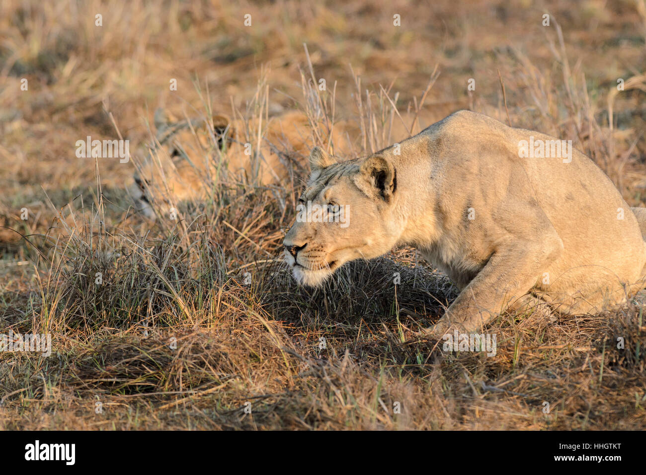 africa, lion, cat, big cat, feline predator, hunt, evening light ...