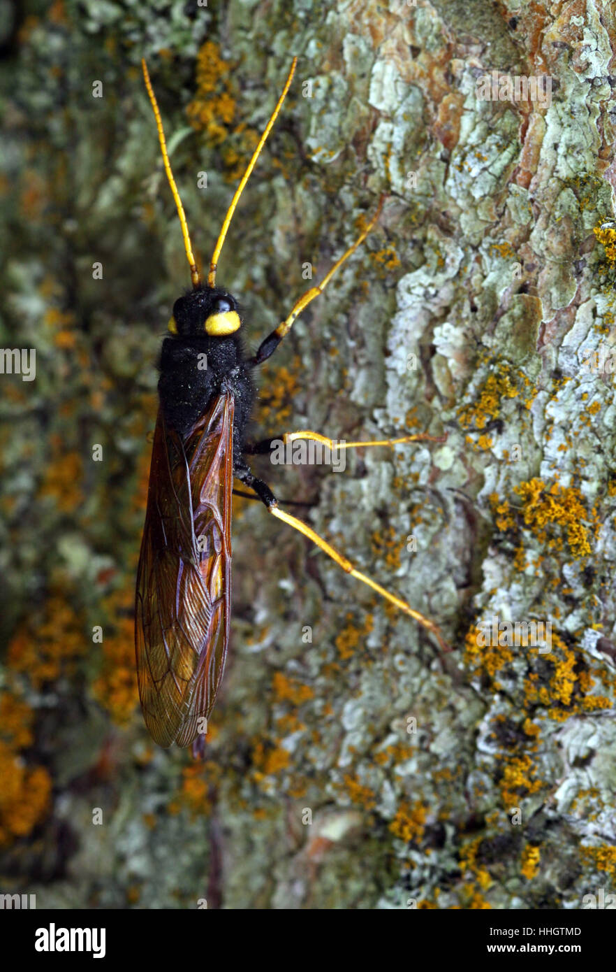 female, female, insect, yellow, urocerus gigas, urocerus, gigas Stock ...