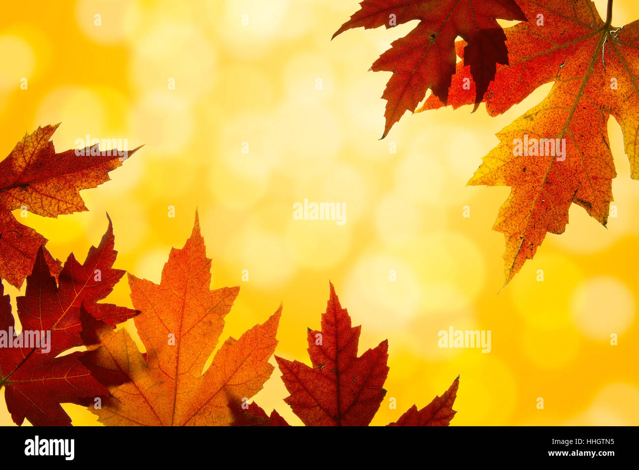 tree, leaves, maple, colors, colours, foliage, nature, fall, autumn ...