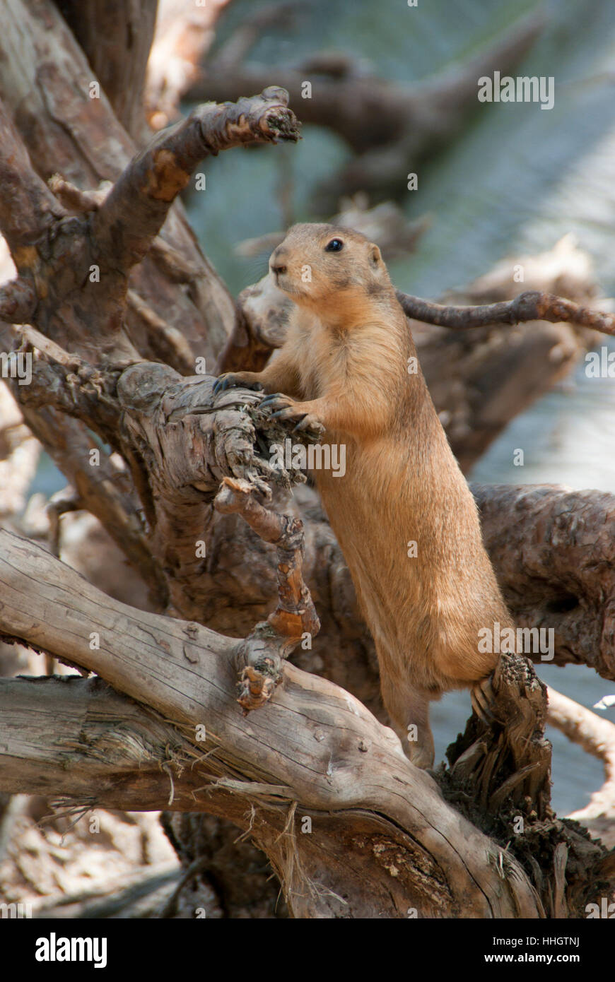 rodent, relaxation, animal, teeth, cave, wild, rodent, skin, branch ...