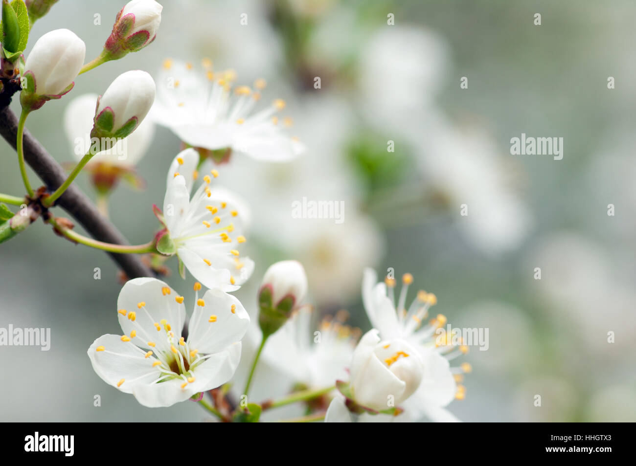 flowers of fruit trees Stock Photo - Alamy