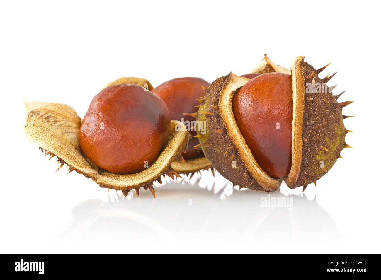 flora, autumnal, prickle, nut, chestnut, plant, nature, fall, autumn ...
