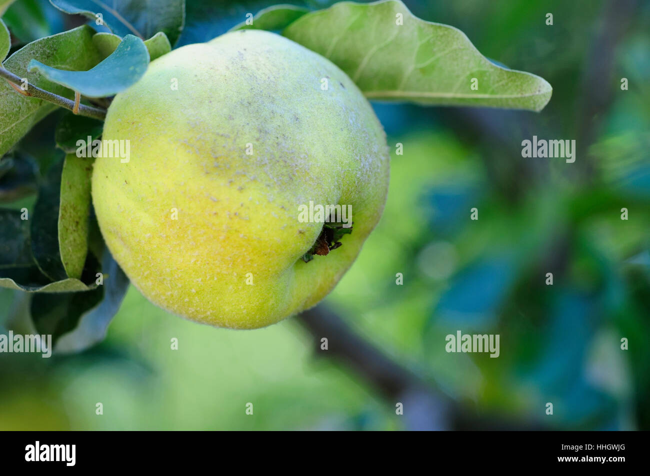 fruit, fruit-tree, quinces, quince, leaf, ripe, progenies, fruits ...