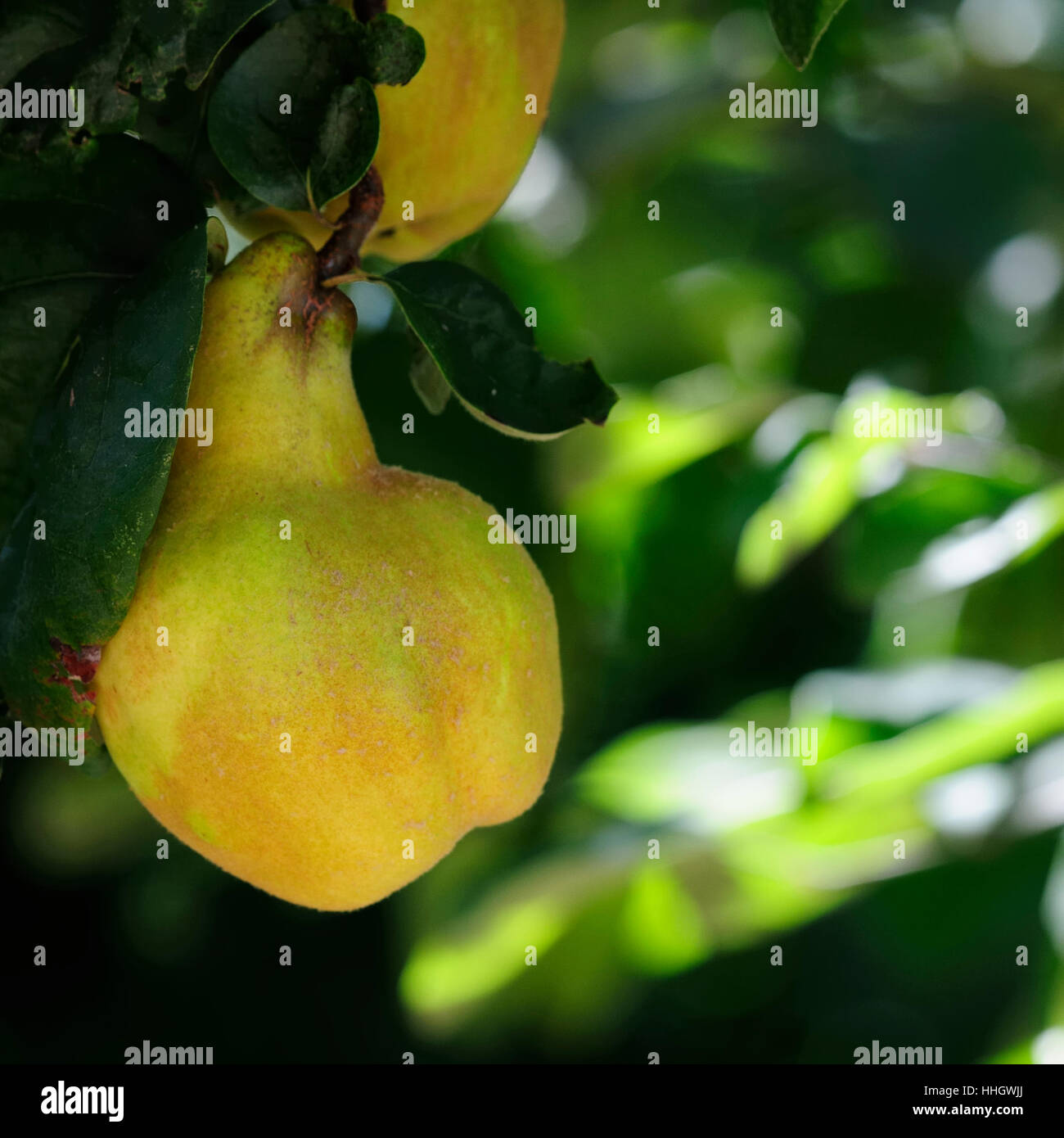 fruit, fruit-tree, quinces, quince, leaf, ripe, progenies, fruits ...