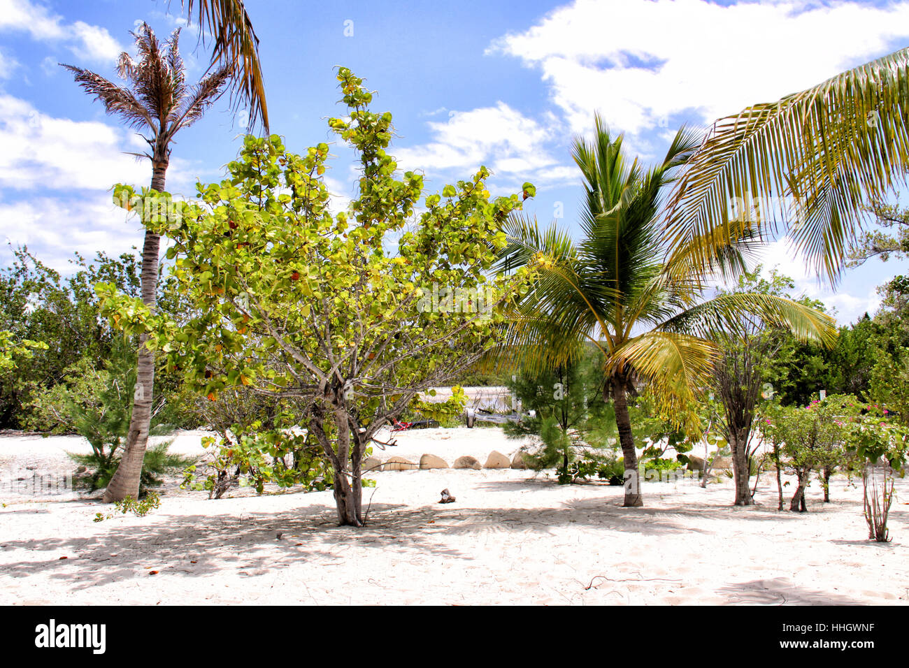 palm trees in the maldives Stock Photo - Alamy