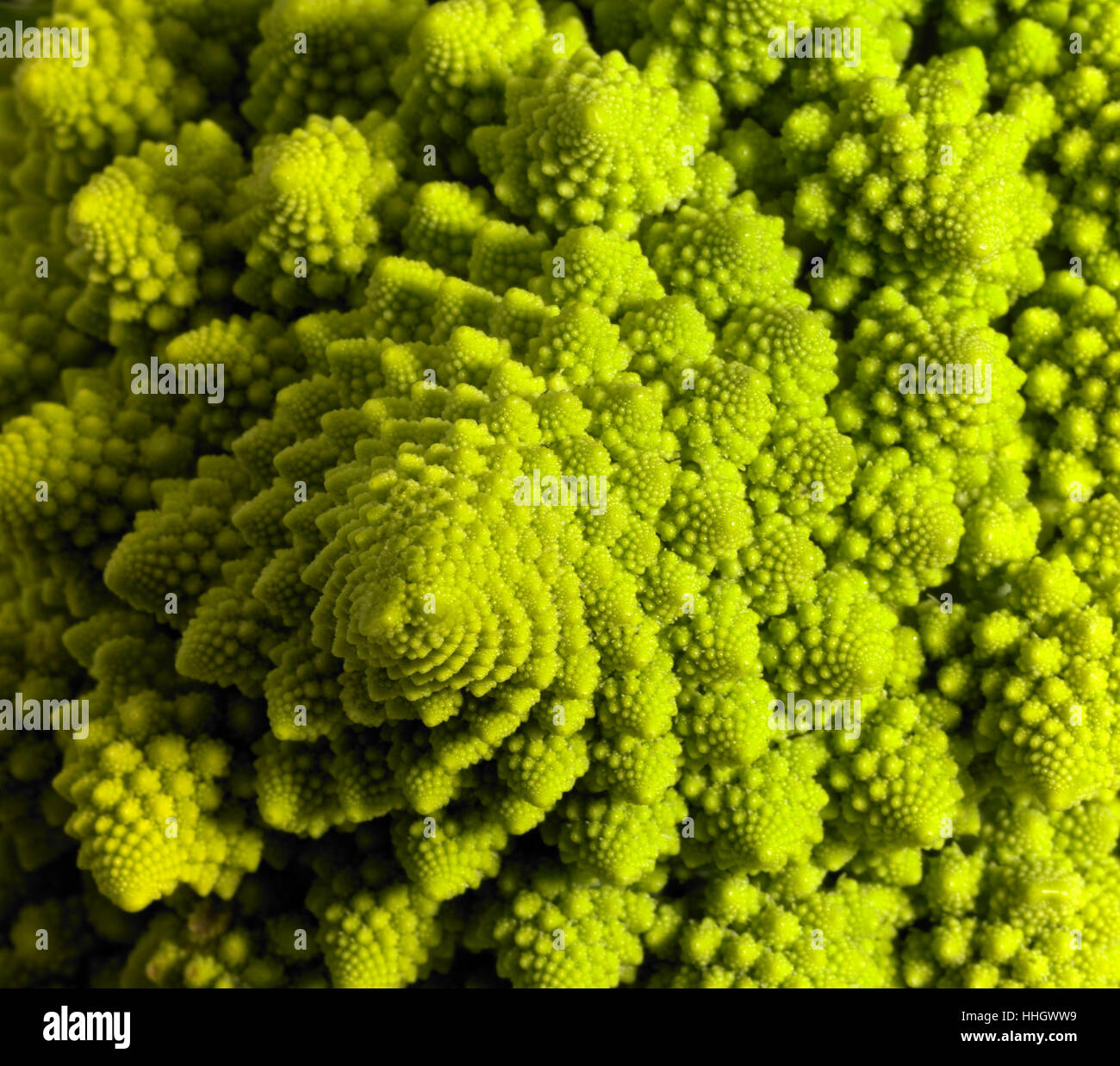 cabbage, design, shaping, formation, shape, model, figure, variation ...