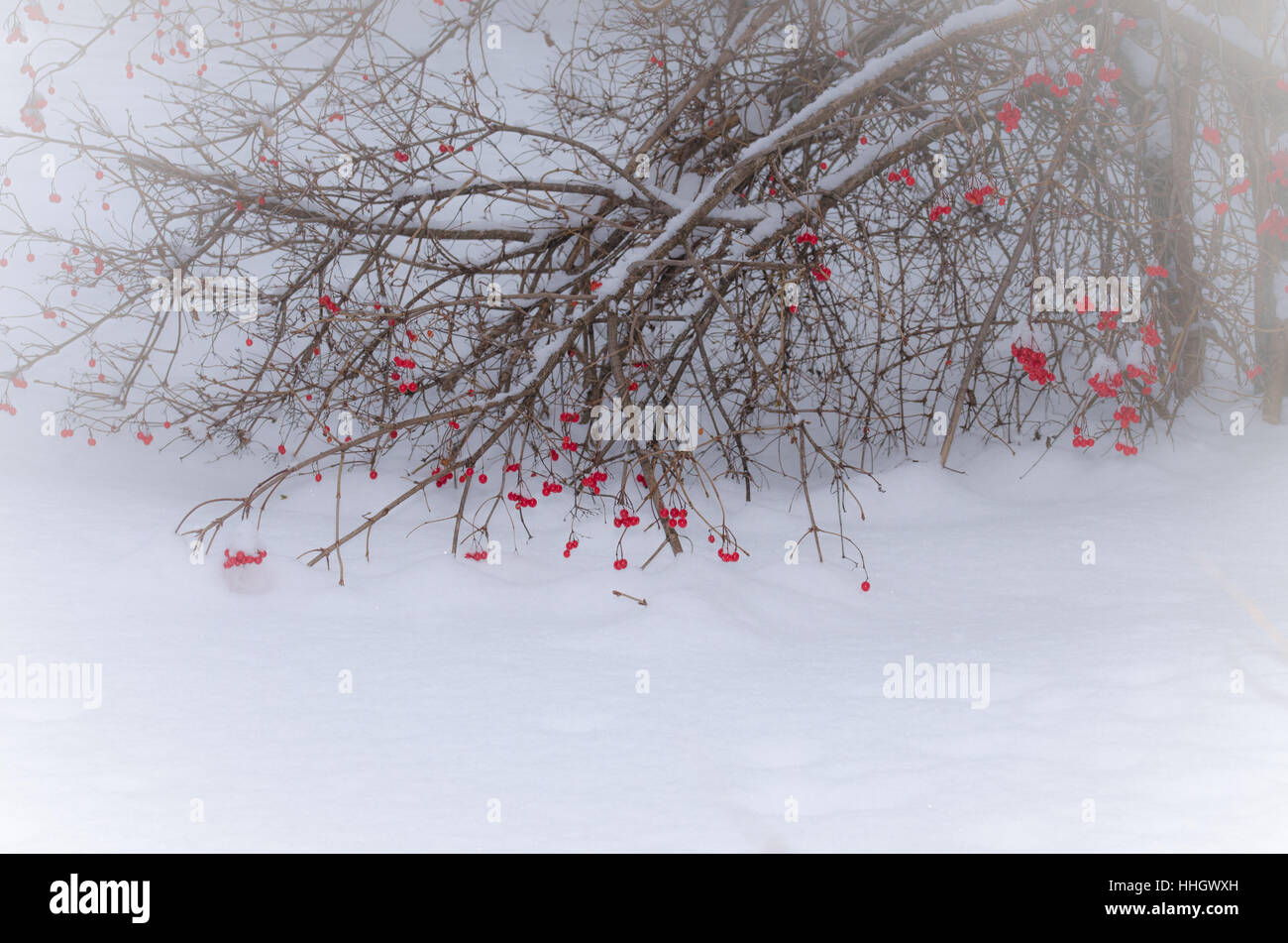A winter bush with red berries bends low into the snow in a haze Stock ...