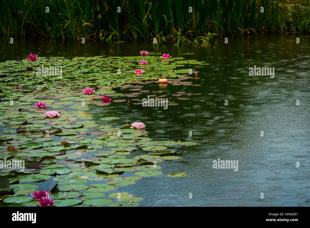 Water lilies float on river hi-res stock photography and images - Alamy