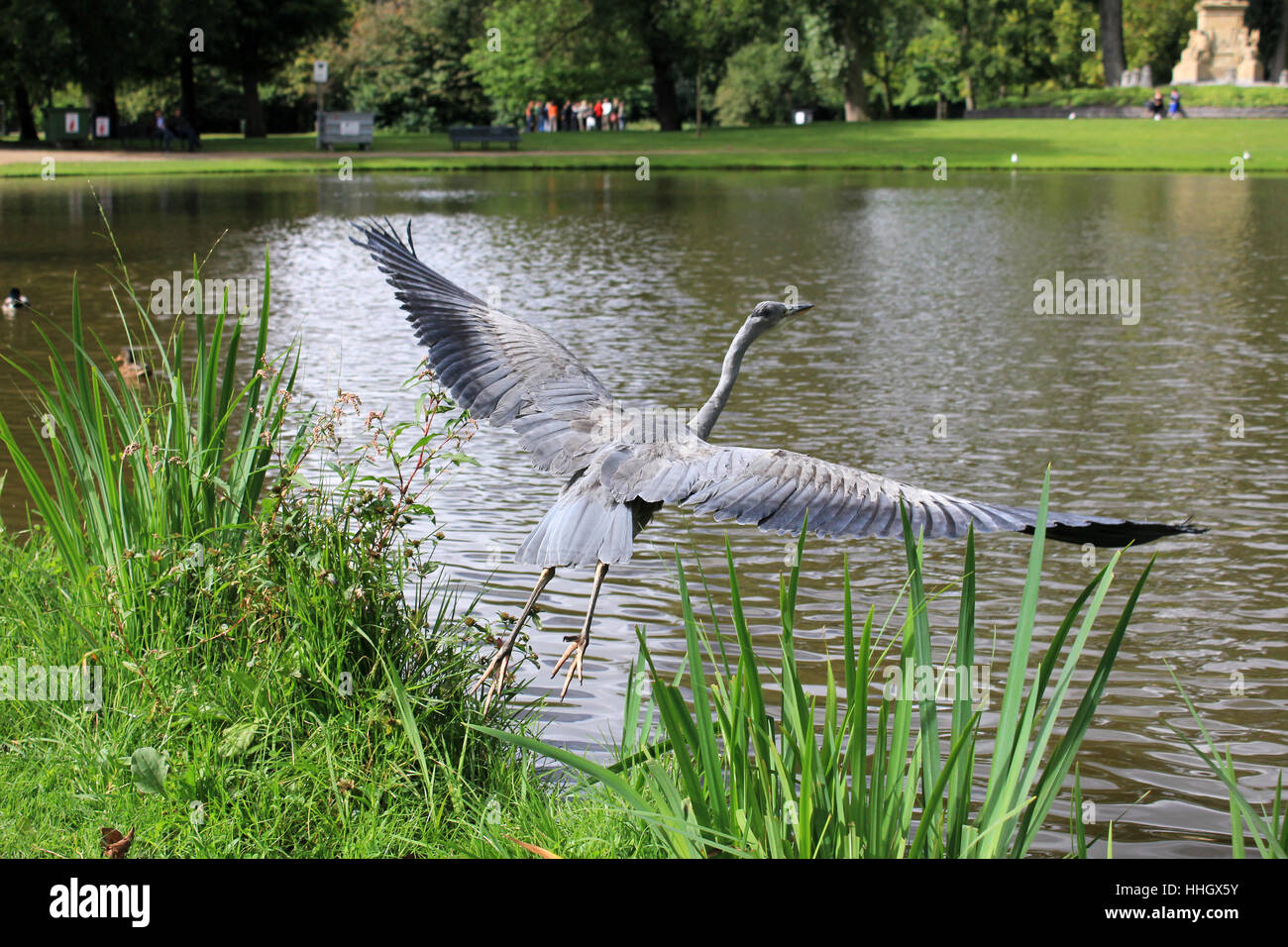 flight, bird, birds, wing, swinging, swing, flies, protection of ...