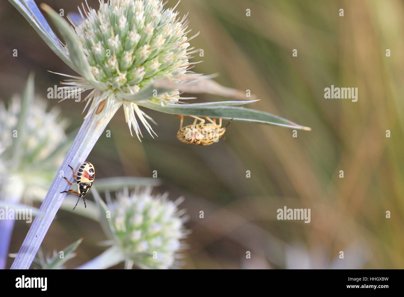 Wanzenlarve hi-res stock photography and images - Alamy