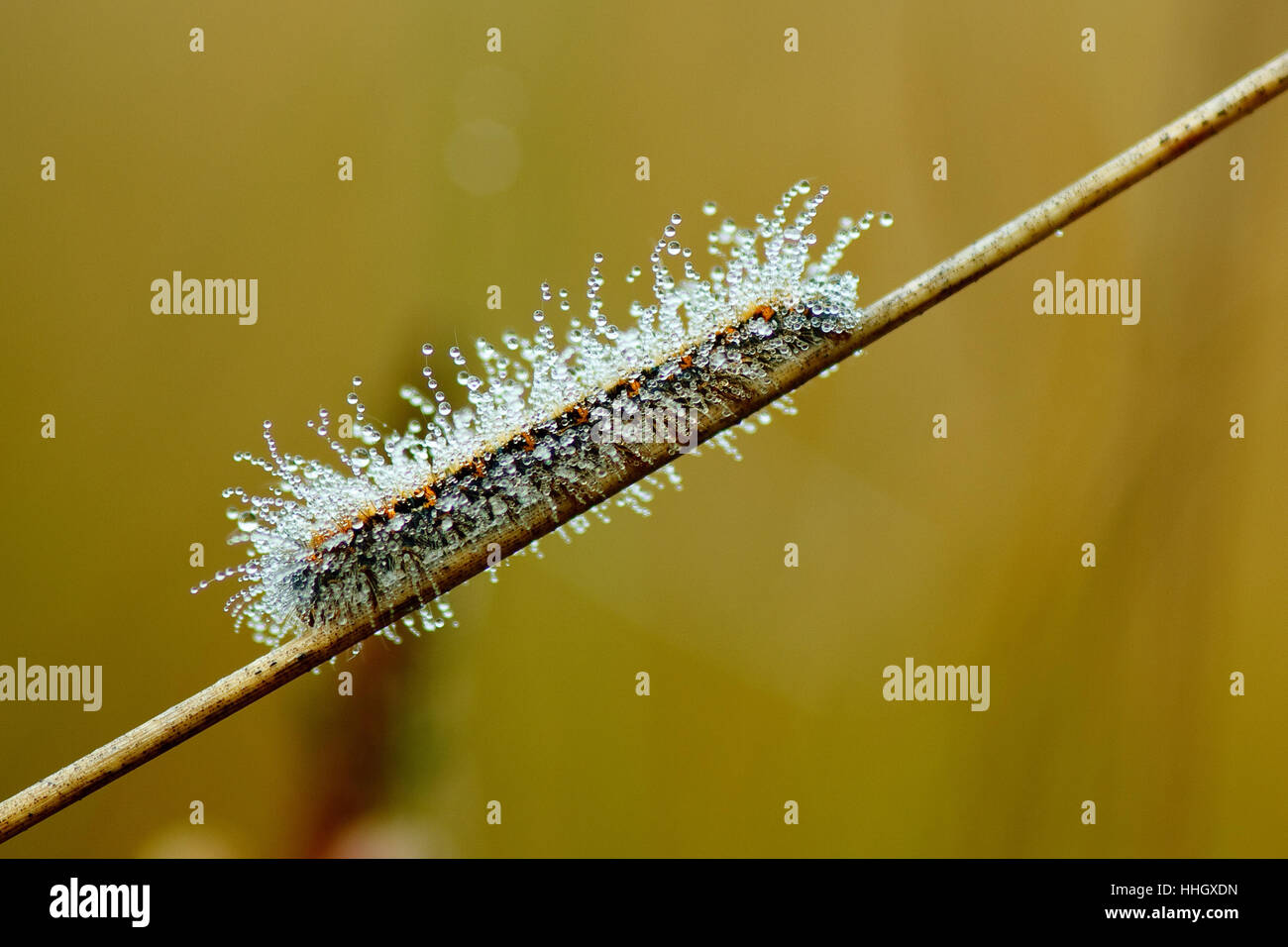 November Moth Caterpillar High Resolution Stock Photography and Images ...
